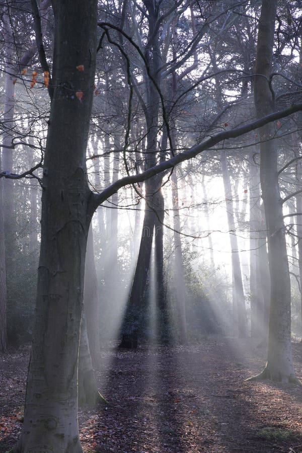 Sunlight Filters through a Misty Forest Canopy Stock Image - Image of ...