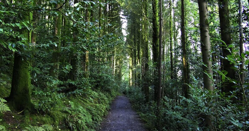 Sunlight Filters through the Tall Trees Illuminating a Serene Forest ...