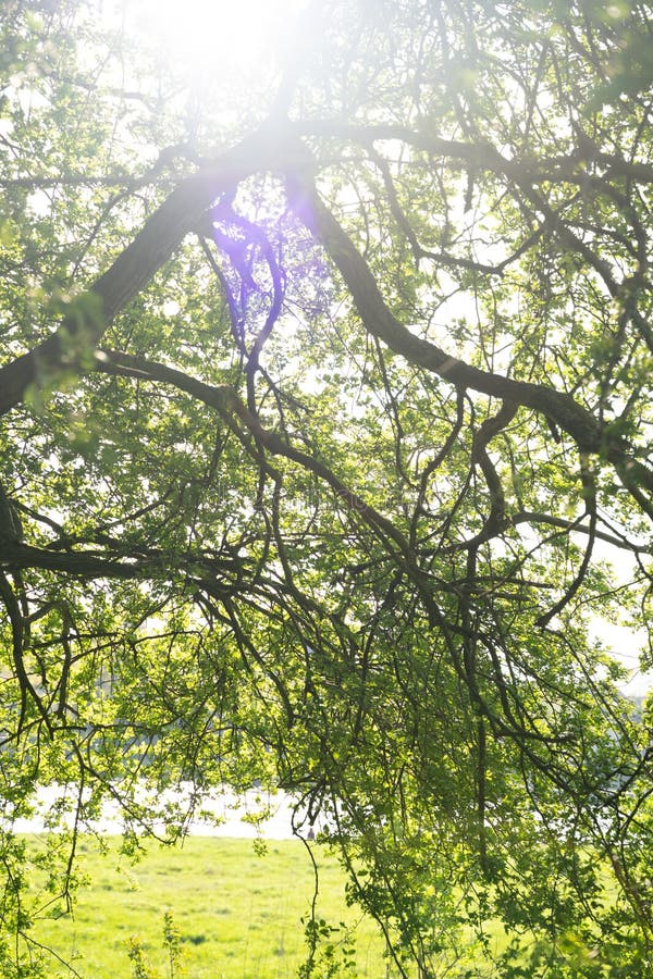 Sunlight Filters through Tree Branches, Illuminating the Landscape ...