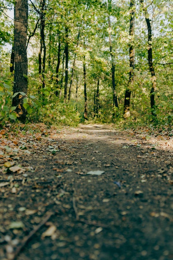 Sunlight Filters through Trees on a Quiet Forest Path Covered in Autumn ...