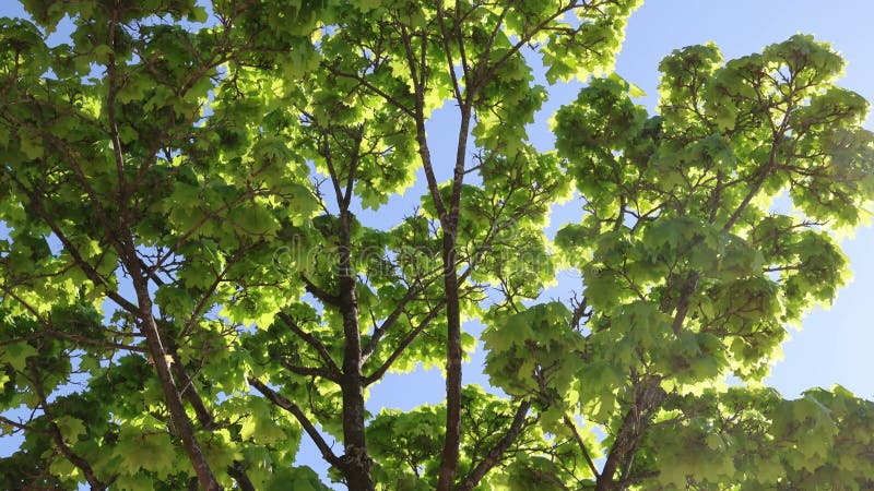 Sunlight Filters through the Vibrant Green Leaves of a Maple Tree ...