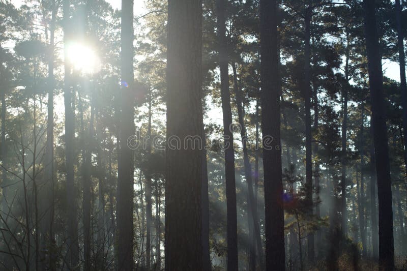 Sunlight flare stock image. Image of beams, biome, grove - 87730631