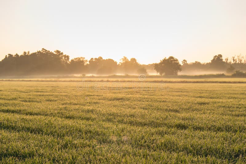 Sunlight fog and farm stock image. Image of rice, farm - 83074931