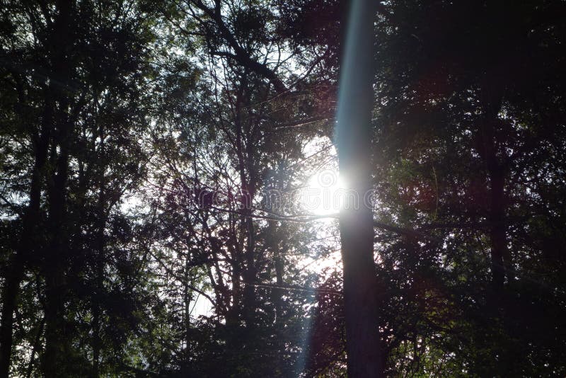 Sunlight in a Forest stock photo. Image of shaded, forest - 161250980