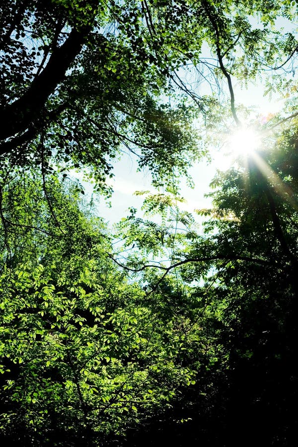 Sunlight In Forest Picture. Image: 5393737