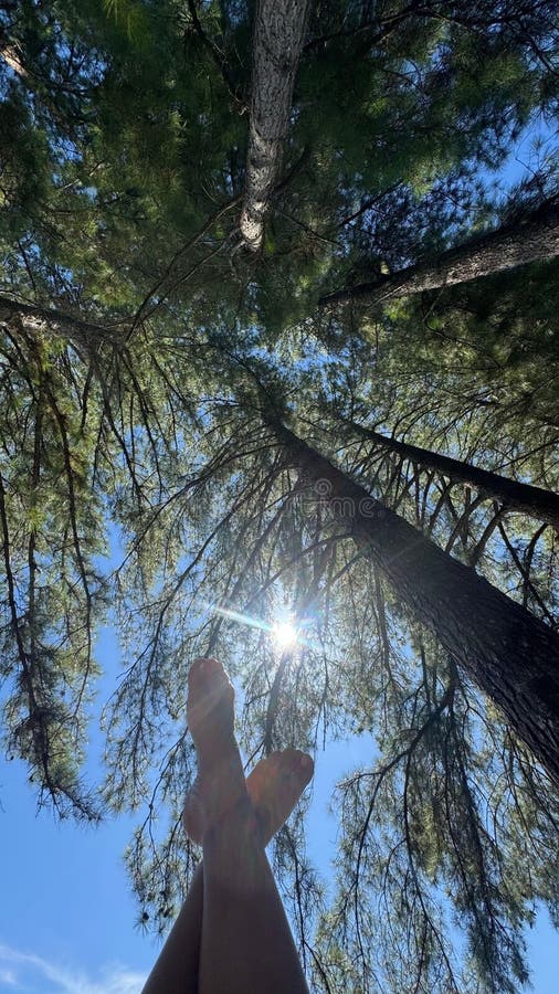Sunlight through the Forest Canopy with Feet Raised To the Sky Stock ...