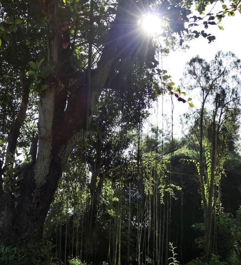 Sunlight through Forest Canopy Stock Photo - Image of summer, trees ...