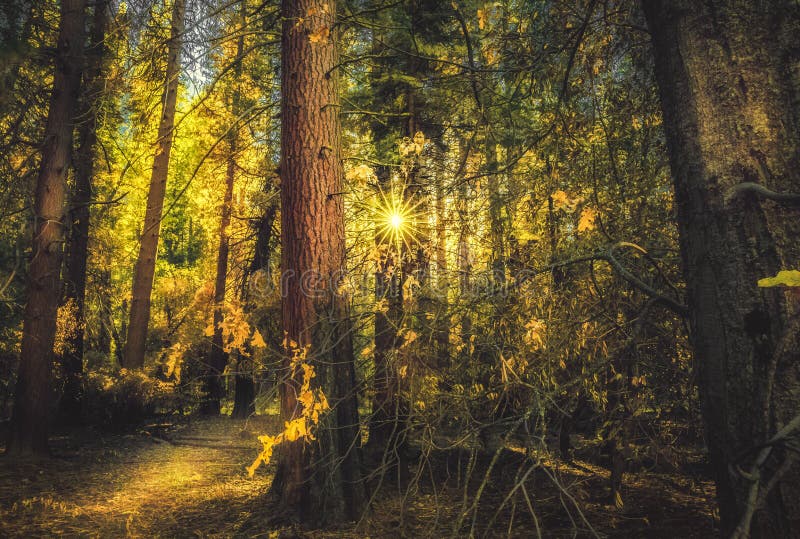 Sunlight in the Forest stock image. Image of dawn, branches - 137447153
