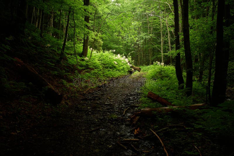 Sunlight in the Forest Darkness. Light and Shadow in the Darkness of ...