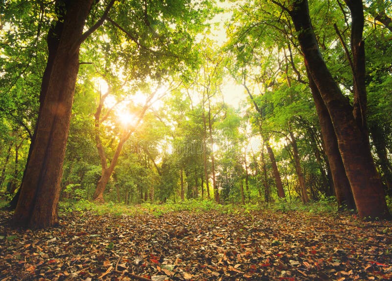 Sunlight in the Forest, Forest Landscape Photography. Stock Image ...