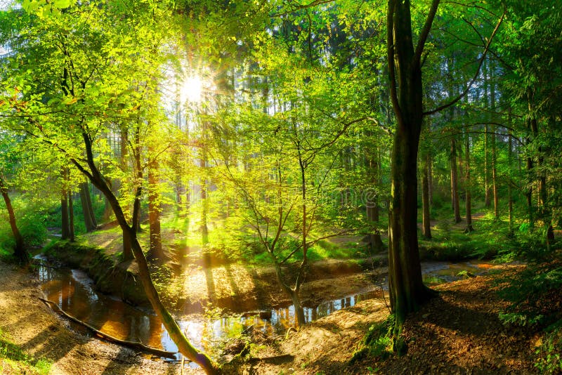 Sunlight in forest stock image. Image of sunny, forest - 109752613