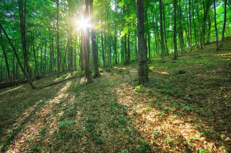 Sunlight in forest. stock photo. Image of plant, scene - 61891632