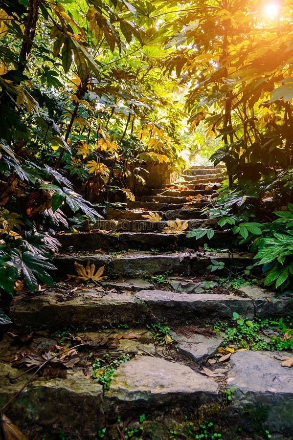 Sunlight in Forest Stone Stairs 2 Stock Photo - Image of leaves, stairs ...