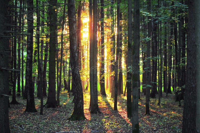 Sunlight in the Forest at Sunrise Stock Image - Image of leaves, scenic ...