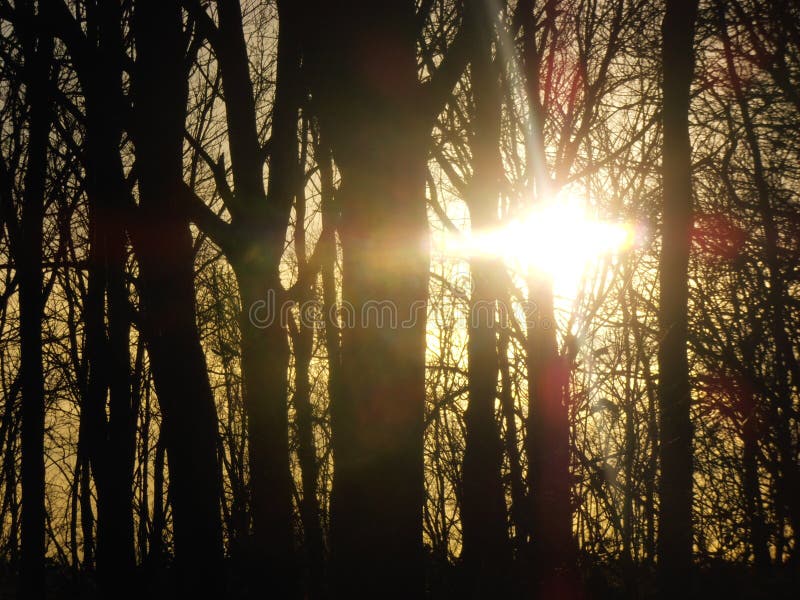 Sunlight in the Forest stock image. Image of england - 153633557