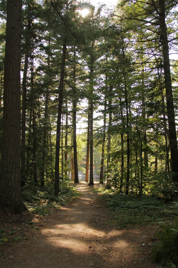 Spruce and Maple Trees in Fall Stock Image - Image of fall, gold: 80018419