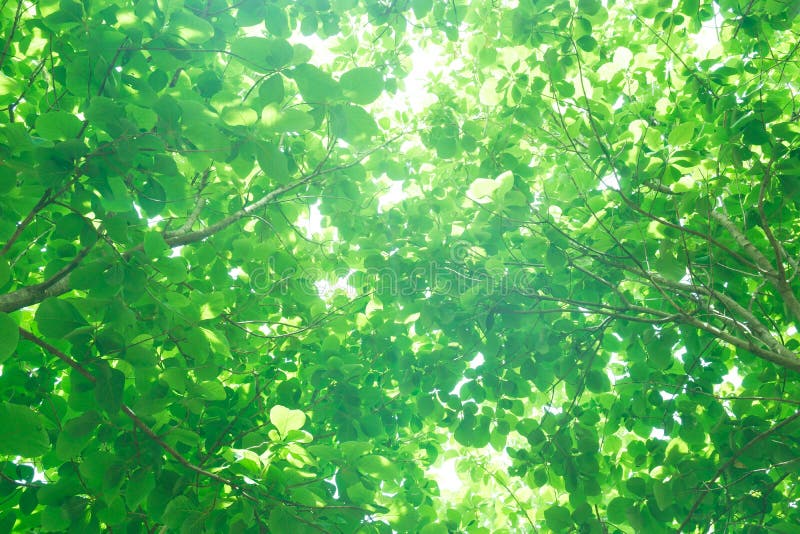 Sunlight through the Fresh Green Leaves,green Leaves Background Stock ...