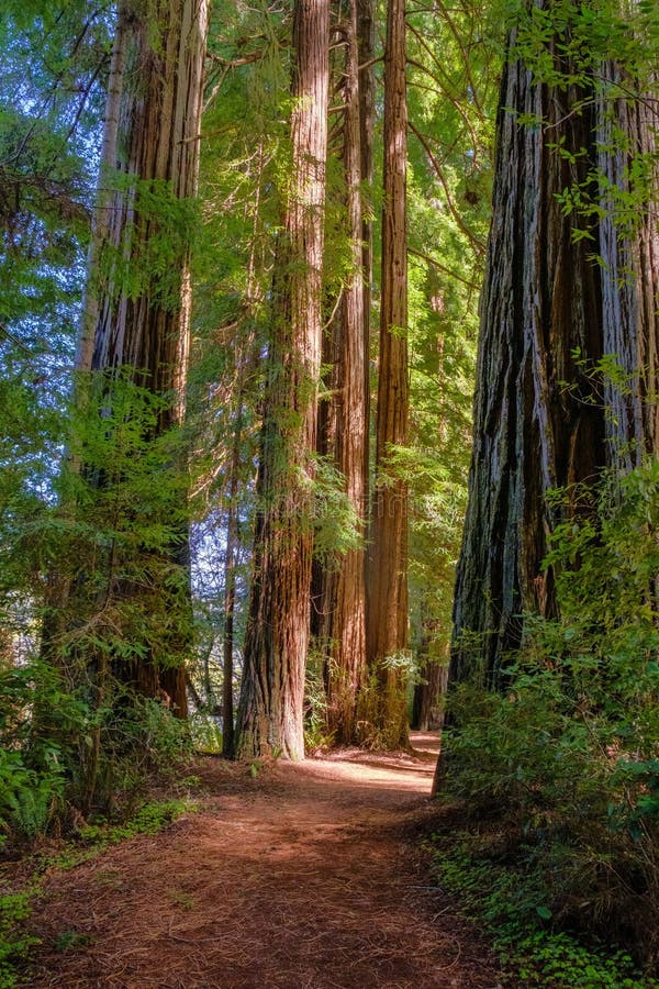 Sunlight among the Giant Redwoods Stock Photo - Image of redwoods ...
