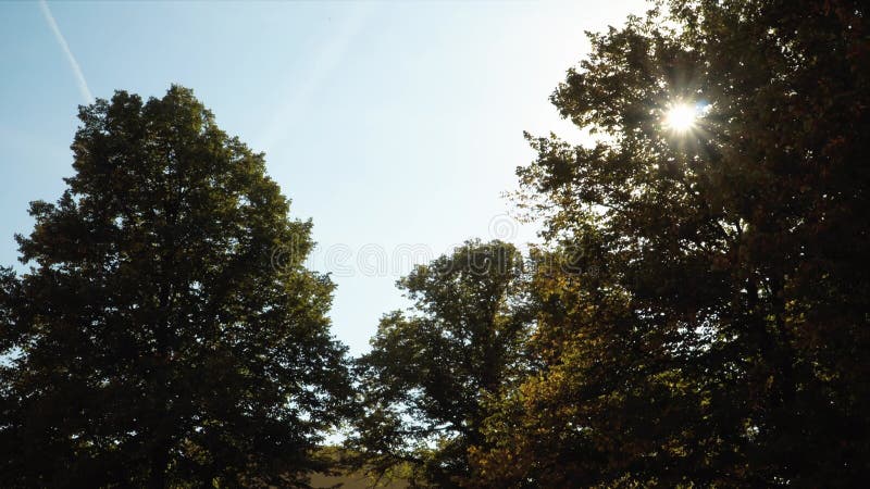 Sunlight with Glaring Effects Illuminates Trees Under a Bright Blue Sky ...
