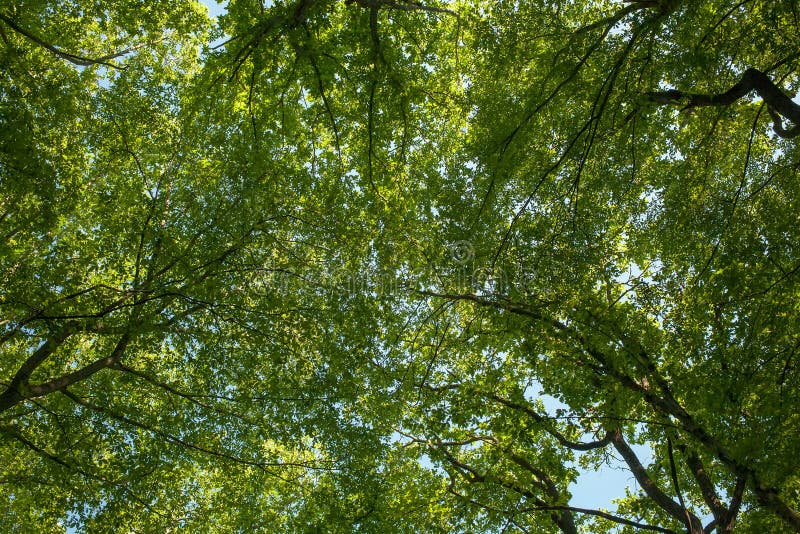 Sunlight Goes through Green Leaves Stock Image - Image of daylight ...