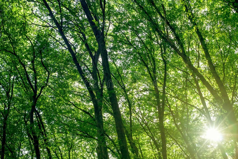 Sunlight Goes through Green Leaves Stock Image - Image of trees, spring ...