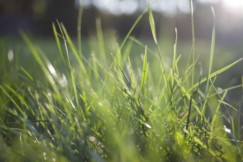 Sunlight in the grass stock image. Image of green, reed - 196583451