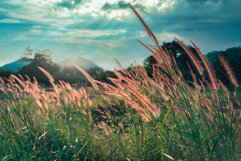 Sunlight on Flower Flowing in Hard Wind in an Outdoor Open Field Stock ...