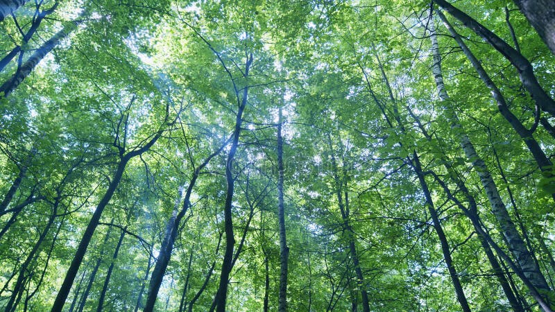 Sunlight in Green Forest. Panoramic View of Mysterious Green Summer ...