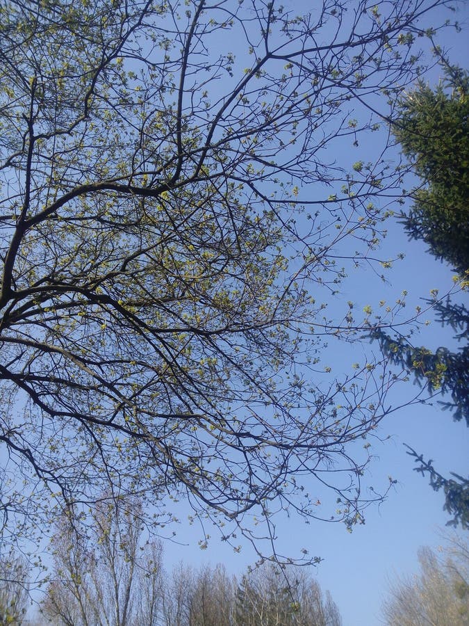 Sunlight in the Green Forest, Spring Time Stock Photo - Image of fresh ...