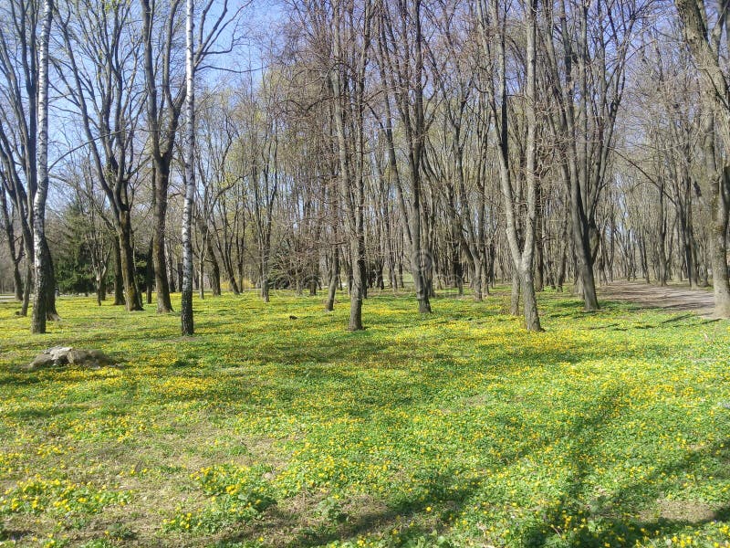 Sunlight in the Green Forest, Spring Time Stock Image - Image of ...