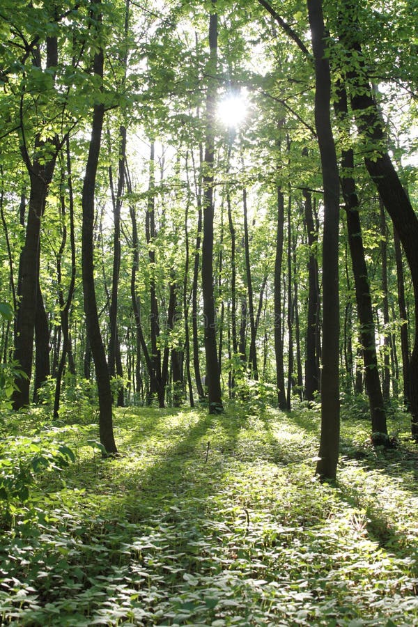 Sunlight in the Green Forest, Spring Time Stock Photo - Image of ...
