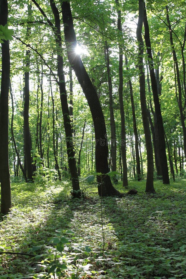 Sunlight in the Green Forest, Spring Time Stock Photo - Image of green ...