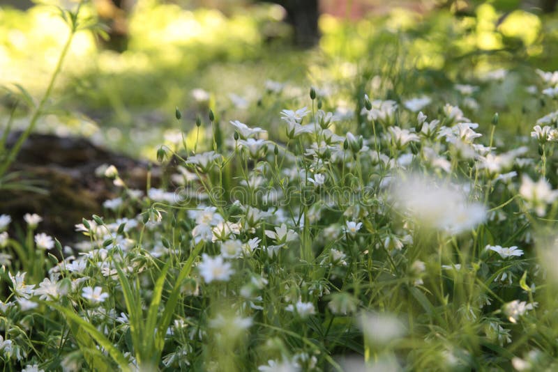 Sunlight in the Green Forest, Spring Time Stock Image - Image of park ...