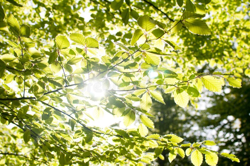 Sun through leaves stock photo. Image of bright, foliage - 29837418