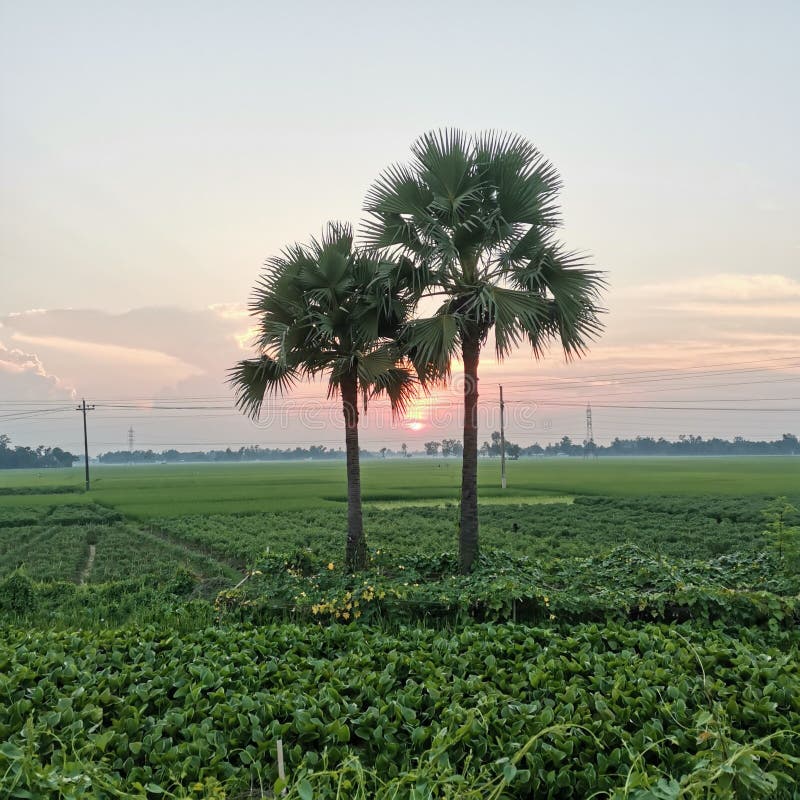 Palm tree stock photo. Image of leaf, tree, landscape - 255707730