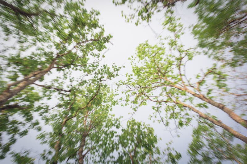 Sunlight through Green Tree Crown - Low Angle View. Stock Image - Image ...