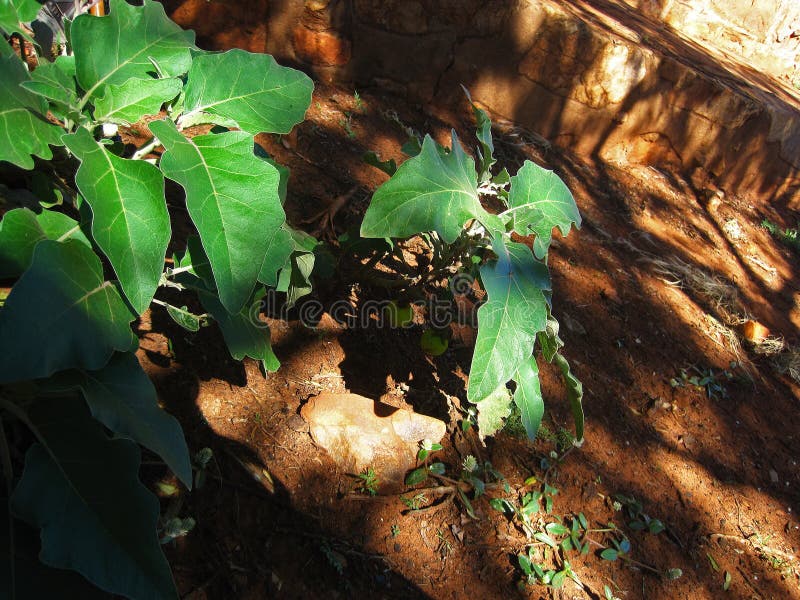 SUNLIGHT on GREEN WEED GROWING LOW on the GROUND Stock Photo - Image of ...