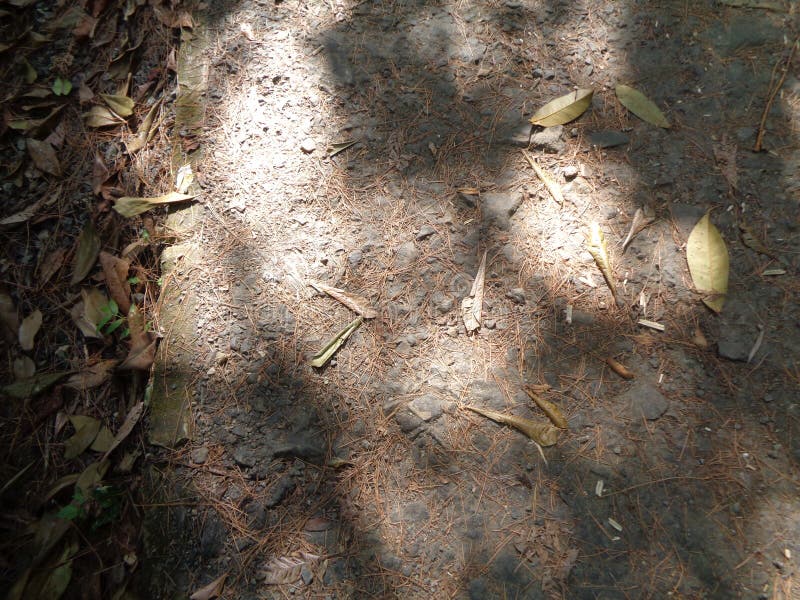 Sunlight on the Ground in the Forest Stock Photo - Image of wall, green ...
