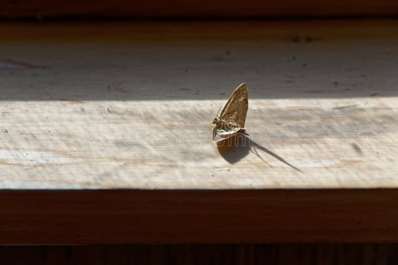 Sunlight Highlights a Dead Moth on a Windowsill Stock Photo - Image of ...