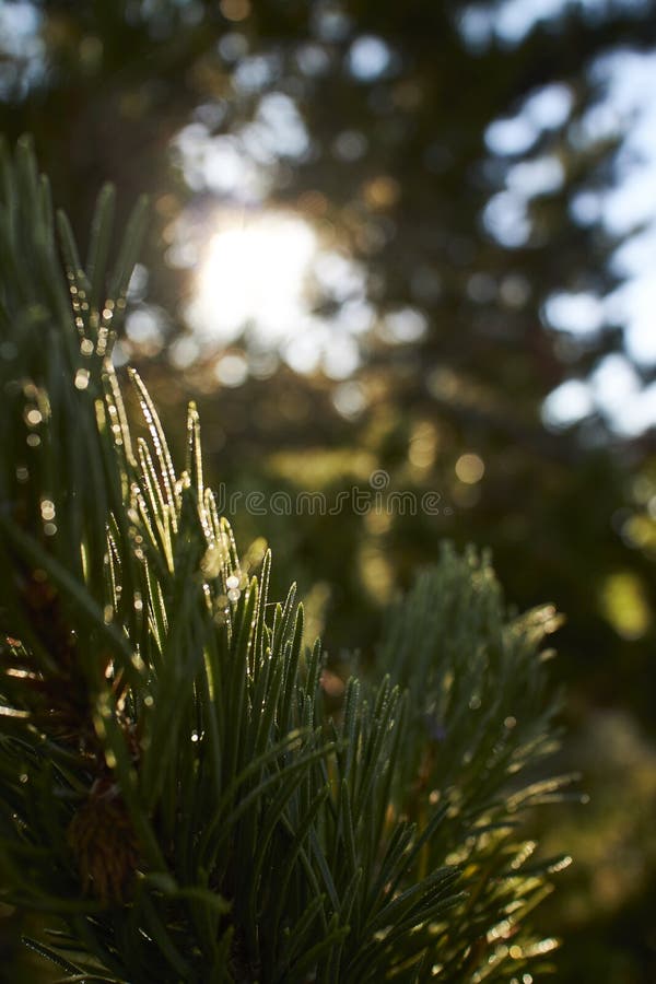 Sunlight hitting a tree stock image. Image of tree, moss - 10245165