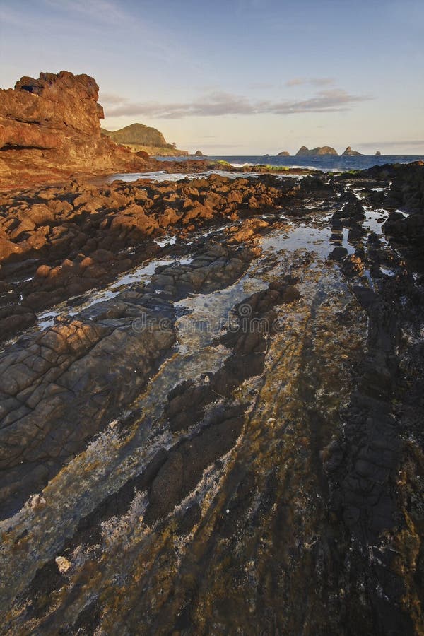 Sunlight hitting a tree stock image. Image of tree, moss - 10245165