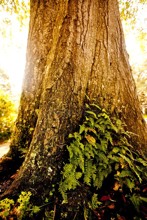 Sunlight hitting a tree stock image. Image of tree, moss - 10245165