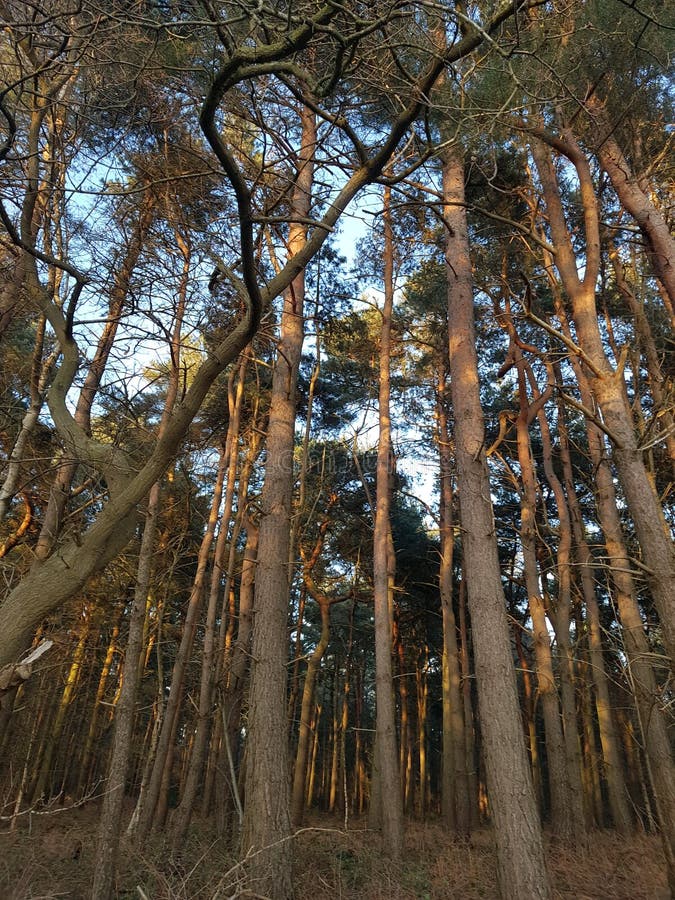 344 Sunlight Hitting Trees Stock Photos - Free & Royalty-Free Stock ...