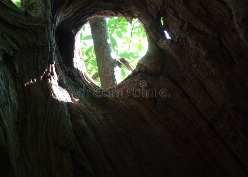 Hole in a Old Trunk Wood with Sunlight Stock Photo - Image of sunlight ...
