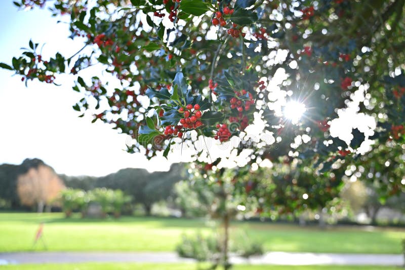 Sunlight through a Holly Tree Stock Image - Image of plant, leaf: 372064213