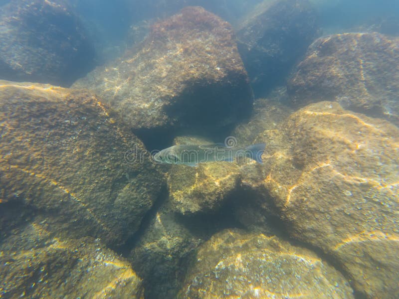 Sunlight Illuminates a Fish Swimming in a Rocky Underwater Landscape ...