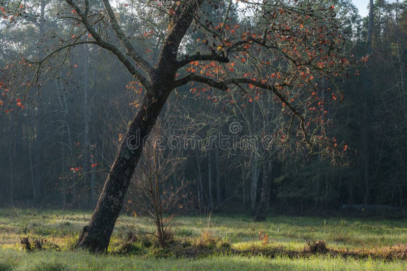 Sunlight Illuminates the Red Autumn Foliage of a Lone Tree Tilting ...
