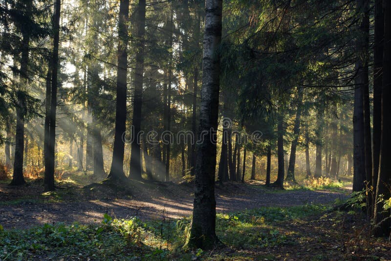 Sunlight Illuminates the Side of the Pedestrian Path in the Park Stock ...