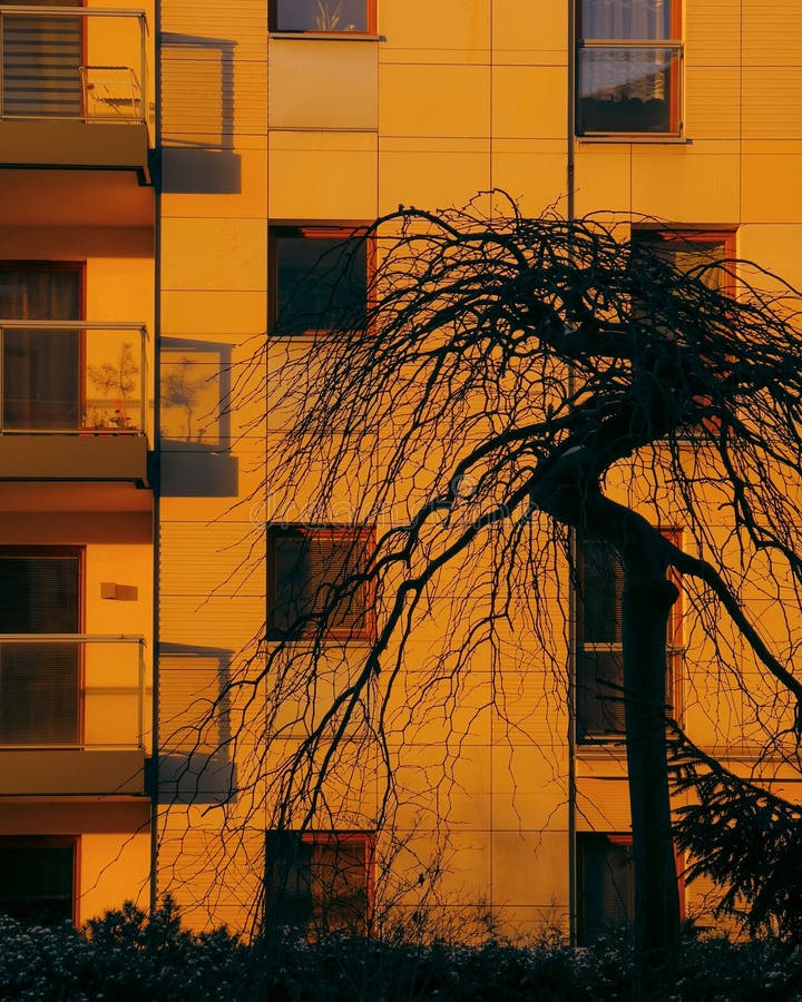 Sunlight Illuminating Bare Tree Branches Creating Shadows on Orange ...