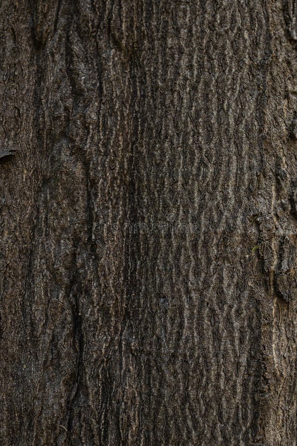 Sunlight Illuminating Bark Log Stock Photos - Free & Royalty-Free Stock ...